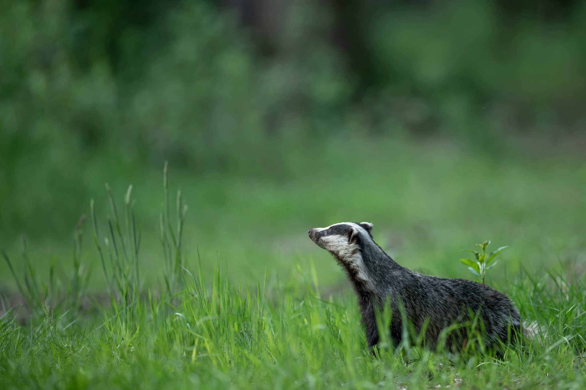 Accommodating for Badgers - Stepnell